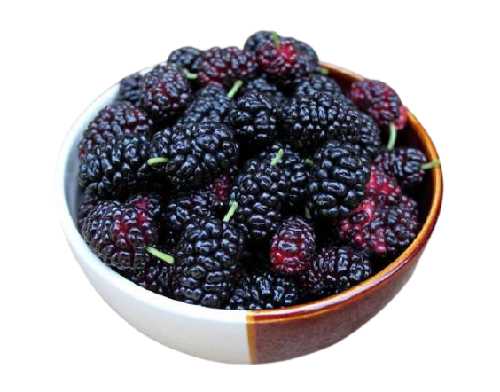 Převislá moruše - Morus alba 'pendula' v kontejneru - Zahradnictví ...